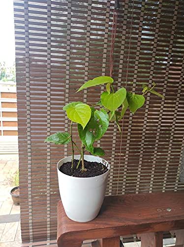Growcerys Betel Leaf Maghai Paan : Amazon.in: Garden & Outdoors