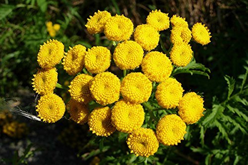 OhhSome Flower Seeds Drum Stick-Globosa Yellow Flower Seeds for ...