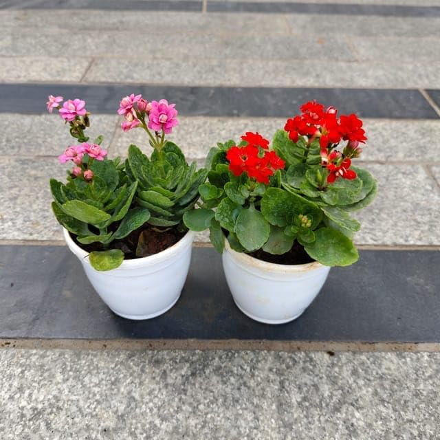 Greenursery 2 Set of Live Kalanchoe Combo Succulent Kailanko Flower ...