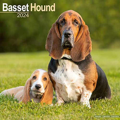 Basset Hound : guide race de chien