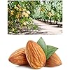AgriWard® Farm Premium California Almond (Badam) Plant- Pack of 1- Live ...