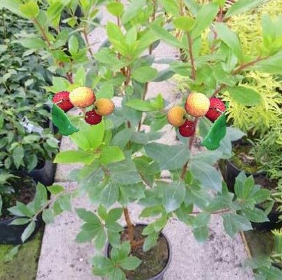 Amazon.com : 1 Red Strawberry Wax Myrtle Myrica rubra; Arbutus Live ...