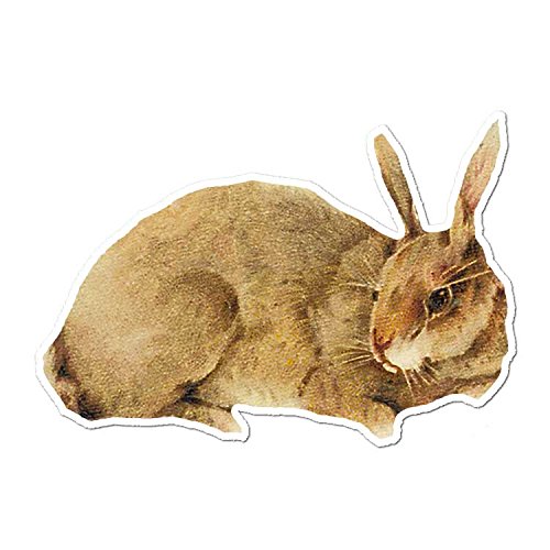 Rabbit Lying Down