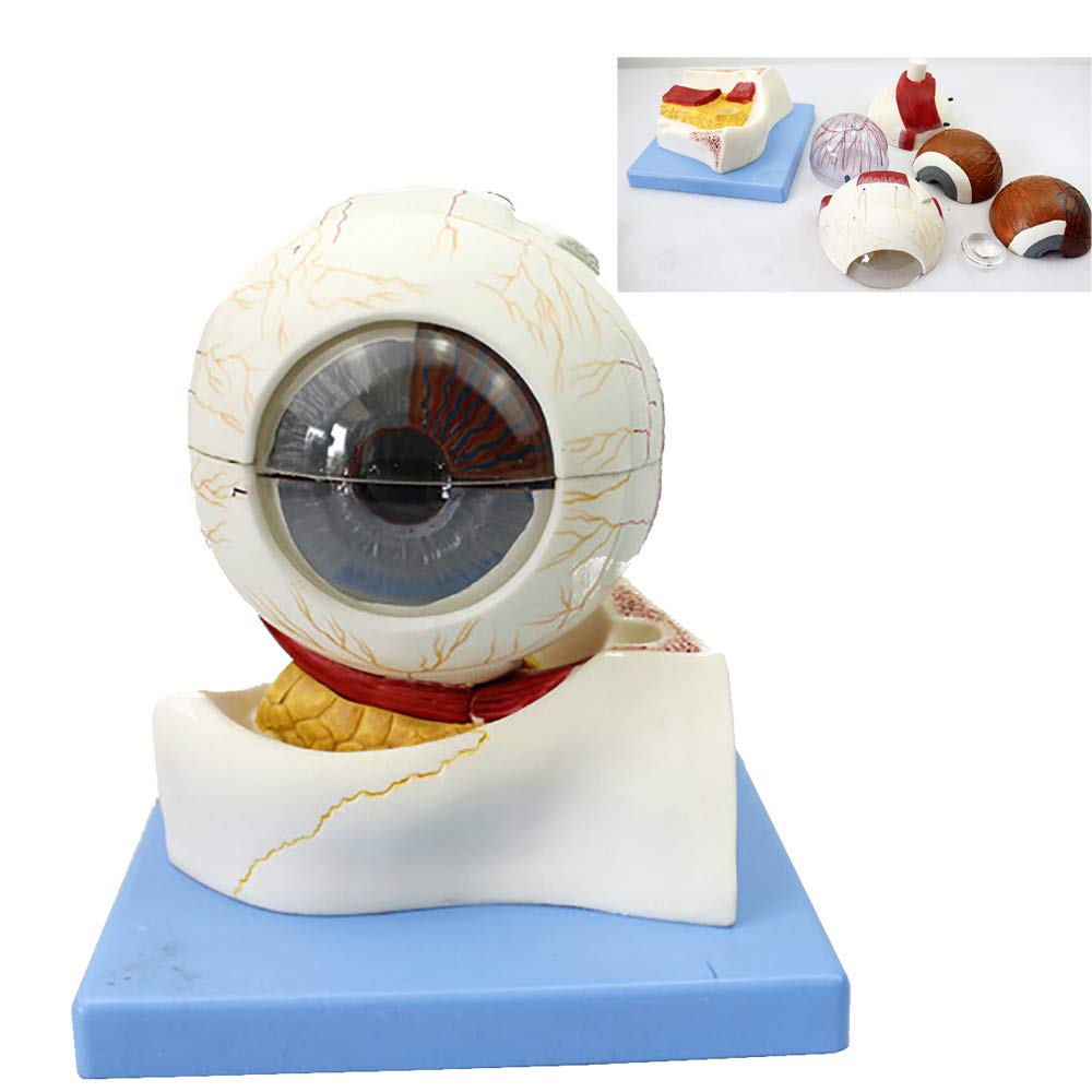 Buy Human Eye Anatomical Model Human Eye Model Magnified Model Of