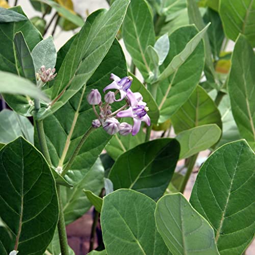 Buy Creative Farmer Erukku (Calotropis) Milk Weed/Crown Flower Bili ...