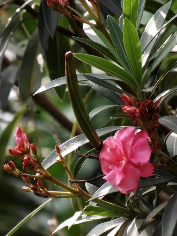 Natural F1 Hybrid korobi flower plant live Pack of 1 : Amazon.in ...