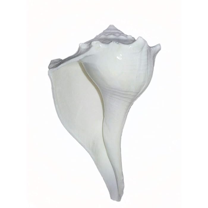 Buy White Dakshinavarti Shankh Puja Conch Shell Hindu Religion Pooja ...