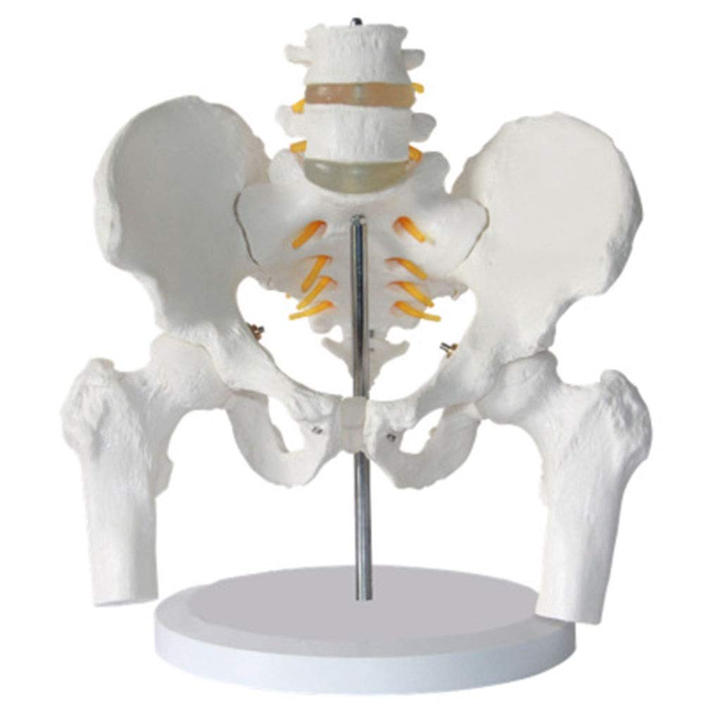 Buy Pelvic Model Human Skeleton, Two Lumbar Vertebrae Pelvis Human ...