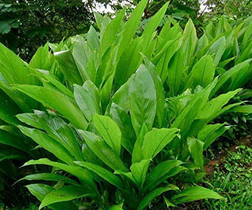 UGANIO PLANT Amba Haldi Ambe Halad Ambe Haladi Curcuma Amada Curcuma ...