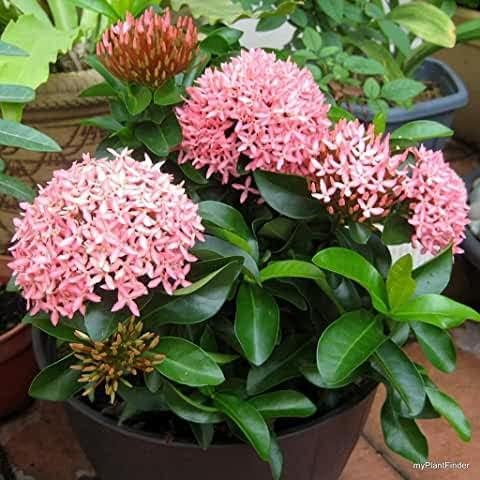 Amit Plant Cafe Pink Ixora Plant with Blooming Flowers, Live Tropical ...