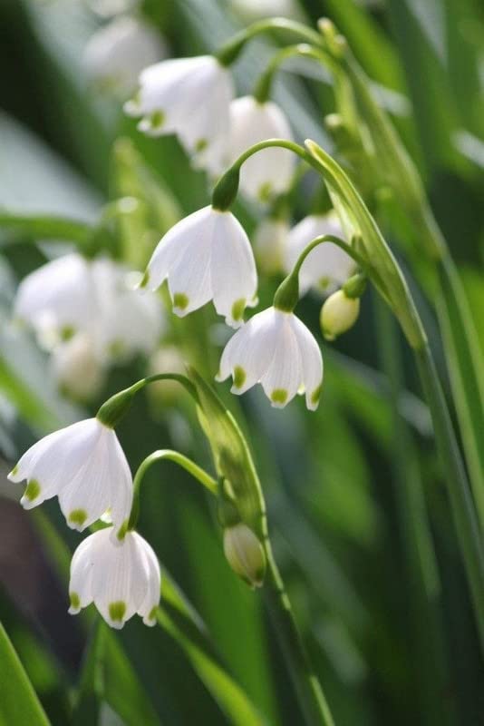 Ritz Farming Snowdrop Flower Bulbs Imported and Hybrid Flower Bulbs ...