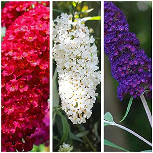 Buddleia Trio - Butterfly Plants x 3 Plants in a Mix of Colours ...