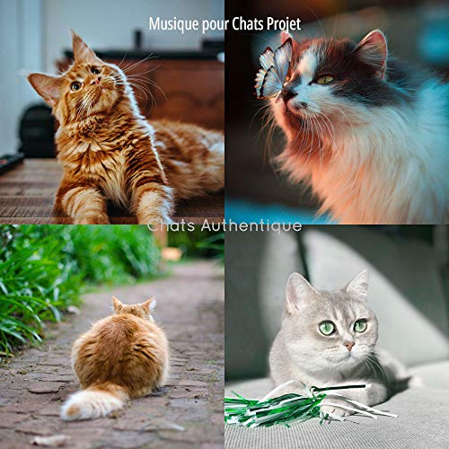 Écouter Chats Authentique par Musique pour Chats Projet sur Amazon ...