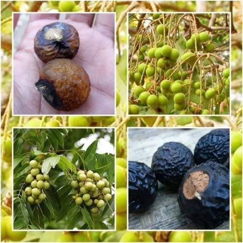 Green India Sapindus Mukorossi/Indian Soapberry/Washnut/Soapnut ...