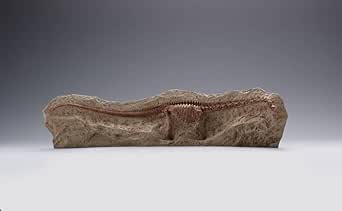 Amazon.co.jp: 巨大恐竜展 2024 Giant Dinosaurs 2024 パタゴティタン・マヨルム 骨格レリーフ 海洋堂 ...