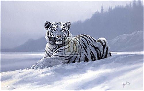 Amazon.com: Siberian Tiger - Poster by Spencer Hodge (27 x 20): Prints ...