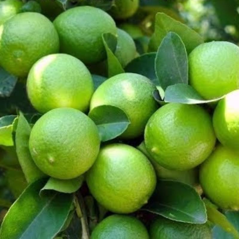 Amazon.com : Grafted Key Lime Tree Live Plants for Growing Outdoors, 3 ...