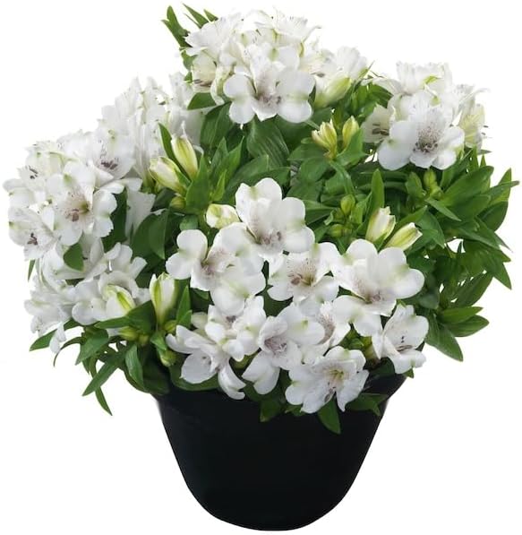Alstroemeria Magic White |Plug Plant| Peruvian Lily : Amazon.co.uk: Garden
