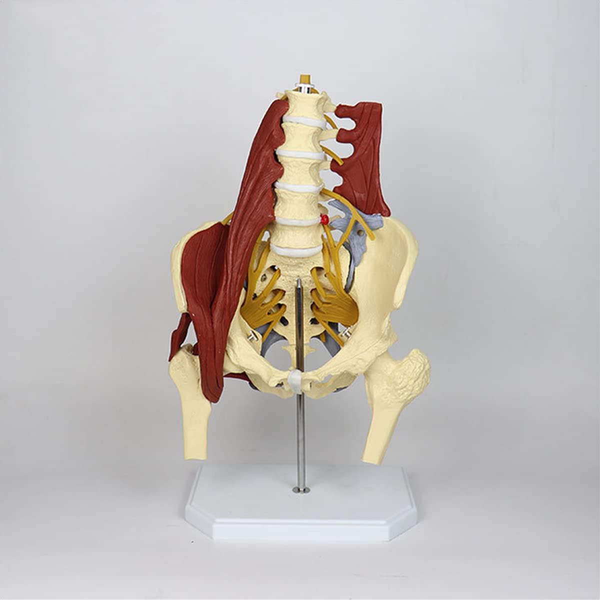 Buy WFTD Human Organ Model, Life Size Anatomy Lumbar Vertebrae Vital ...