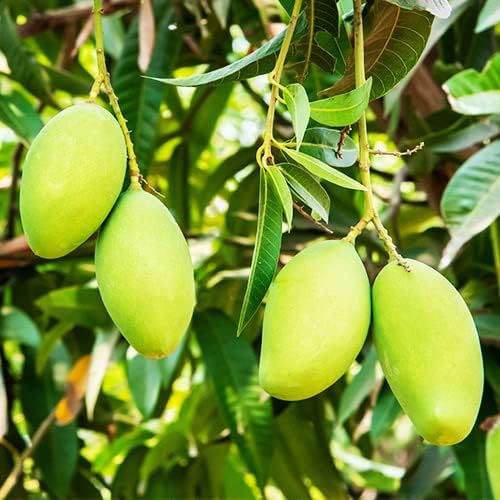 MITU Fruit Plants Himsagar Mango, Aam Hybrid (Grafted) Plant, Very ...