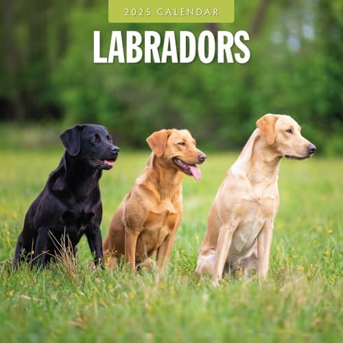 Amazon.com: Red Robin 2025 Labradors Monthly Wall Calendar | 12" x 24 ...