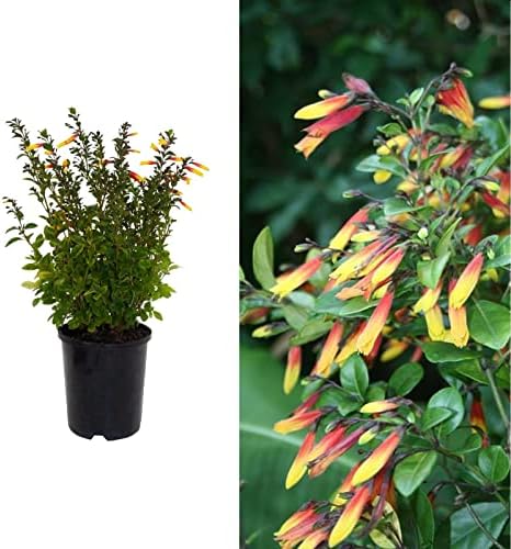 Brazilian Fuchsia Plant - Jacobinia Pauciflora | 9cm Pot - Bright Red ...