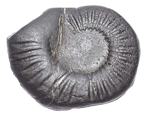 Buy Rudrakshguru Kalp Vriksha Shaligram Online at Low Prices in India ...