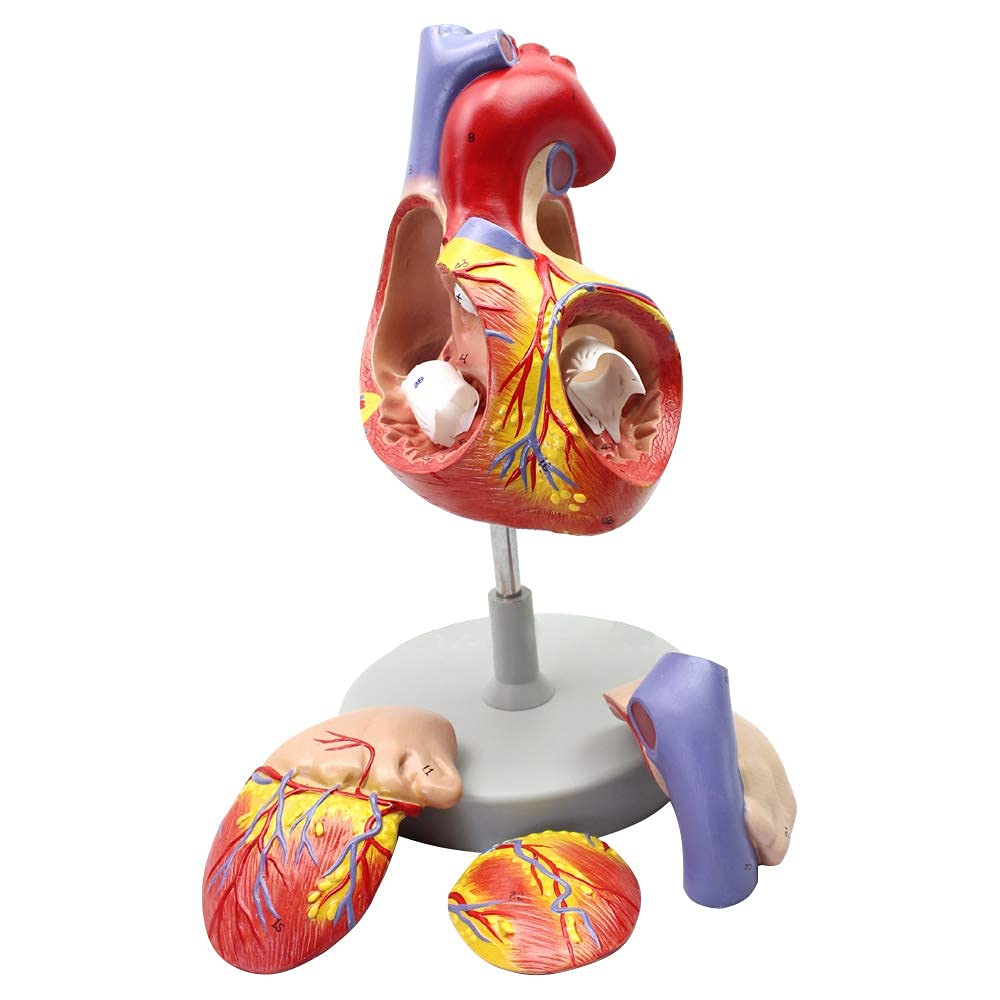 Buy Human heart anatomy model Anatomy of doctor's atrium and ...