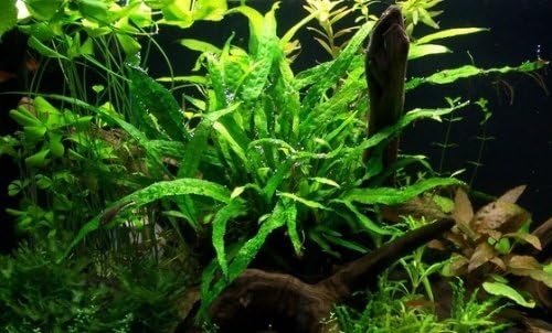 SubstrateSource Lace Java Fern Windelov Live Aquarium Plant Microsorum ...