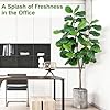 Amazon.com: Keeplush Fiddle Leaf Fig Tree Artificial 6ft - Faux Fiddle Leaf Fig Tree with White ...