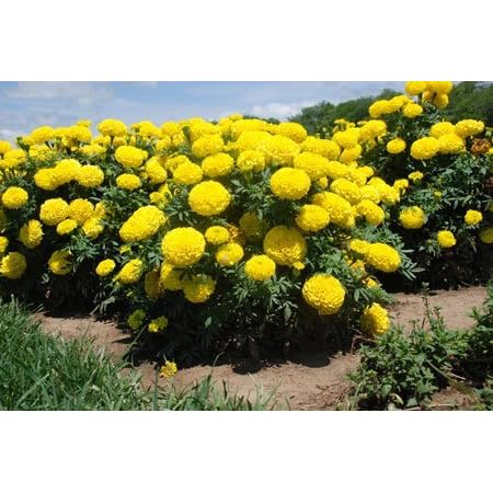 Creative Farmer Flower Seeds : Marigold-Dhan Basanti Suitable For ...