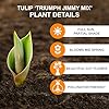 Amazon.com : Garden State Bulb Triumph Jimmy Mix Tulip Flower Bulbs, 12 ...