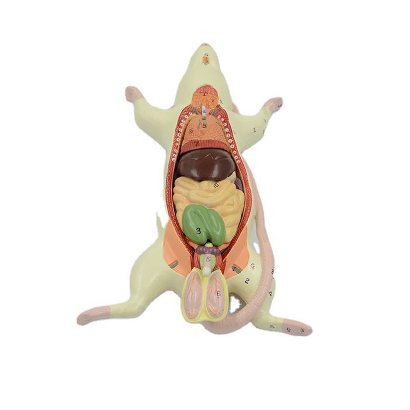 Buy Anatomical Model of Internal Organ Structure in Mice Mice ...