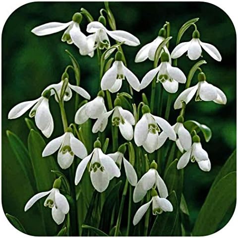 Snowdrop Bulbs Single Snowdrops Galanthus X 50 Spring Flowering Bulbs ...