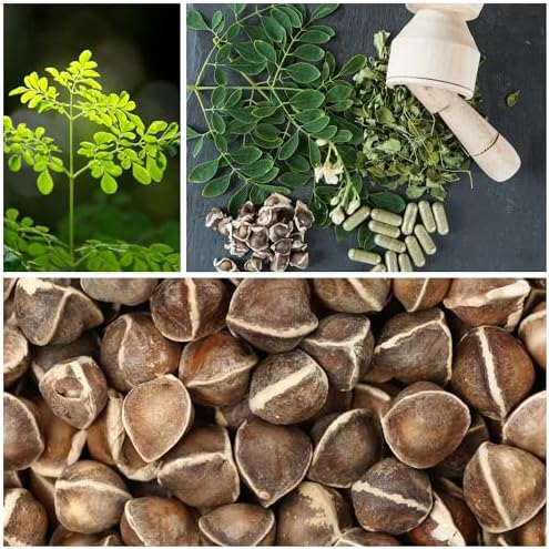 Amazon.com : CHUXAY GARDEN Moringa Oleifera-Drumstick Tree,The Miracle ...