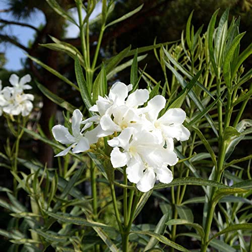 Vanille Baum oder Strauch – Die 15 besten Produkte im Vergleich ...