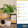 Amazon.com : Costa Farms Live Plants (2-Pack), Money Tree and Bird of ...