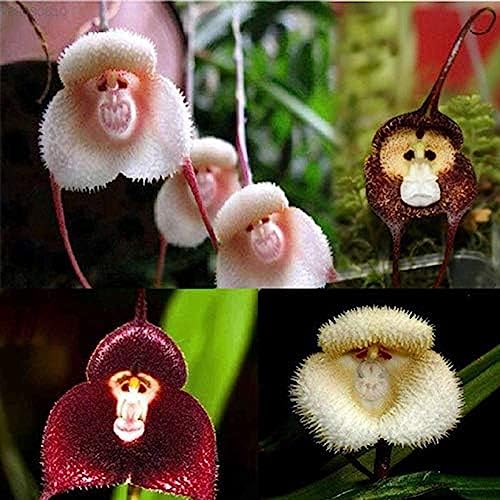 Faszinierend Was Kostet Eine Affengesicht Orchidee Bilder