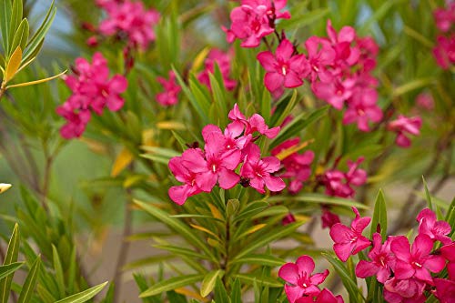Aiden Gardens Rare Dwarf Dark Pink Nerium Oleander Arali Flower Plant ...