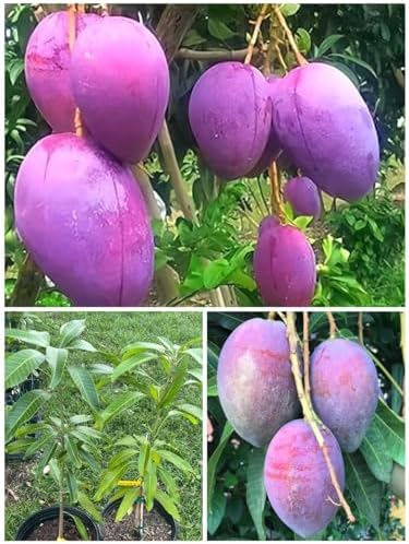 Green view Original Japanese Miyazaki Mango(Combo 2 Grafted Plant ...