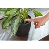 Amazon.com : Miracle-Gro Indoor Plant Food Spikes, Includes 48 Spikes ...