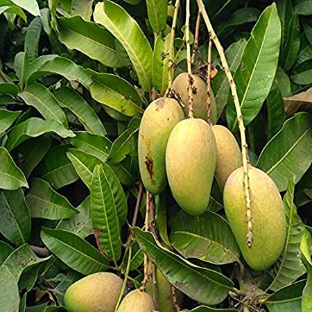 Live Mango Baramasi Plant / All season Aam fruit Plant : Amazon.in ...