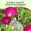 Amazon.com : Outsidepride Mallow Poppy Seeds for Planting - 25 Pcs ...