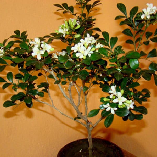 SANJU Live Plant Paniculata Kamini Kunti Manokamini Flower Plant ...