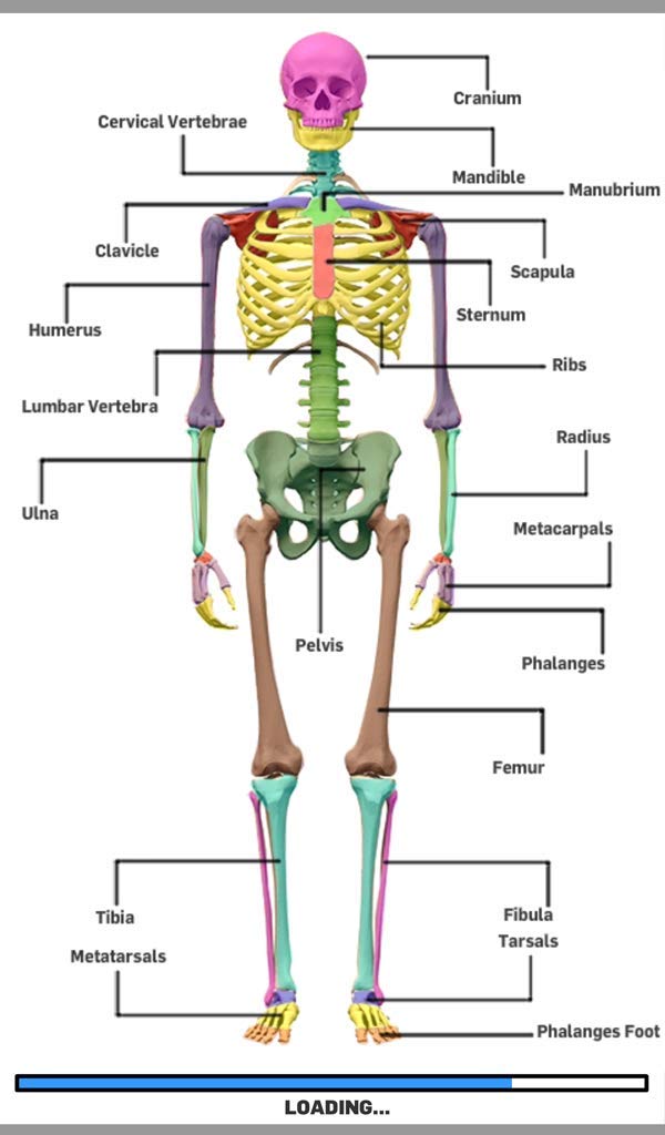 SKELETAL ANATOMY GAME LITE - App on Amazon Appstore