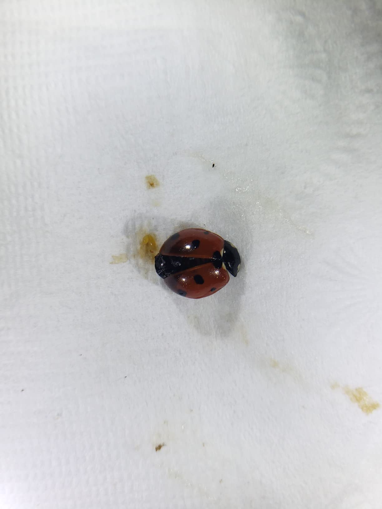 Amazon.com: Earthbound Farm Organic Classic Caesar Salad Kit 7.8oz ...