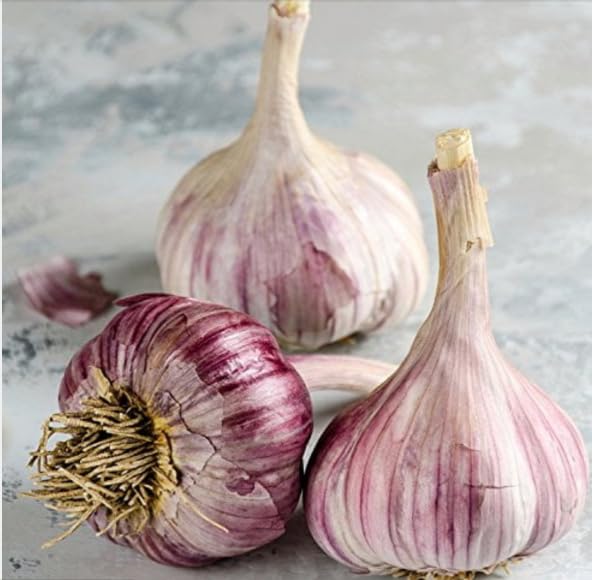 Amazon.com : Purple garlic Tuber Rocambole variety garlic-1/2lb ...