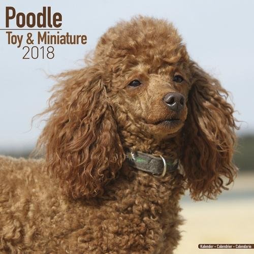 Miniature Poodle Calendar - Toy Poodle Calendars - Dog Breed Calendars ...