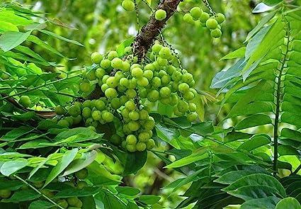 CHILLATAI Small Amala/Star GOOSBERRY/Healthy Live Plant : Amazon.in ...