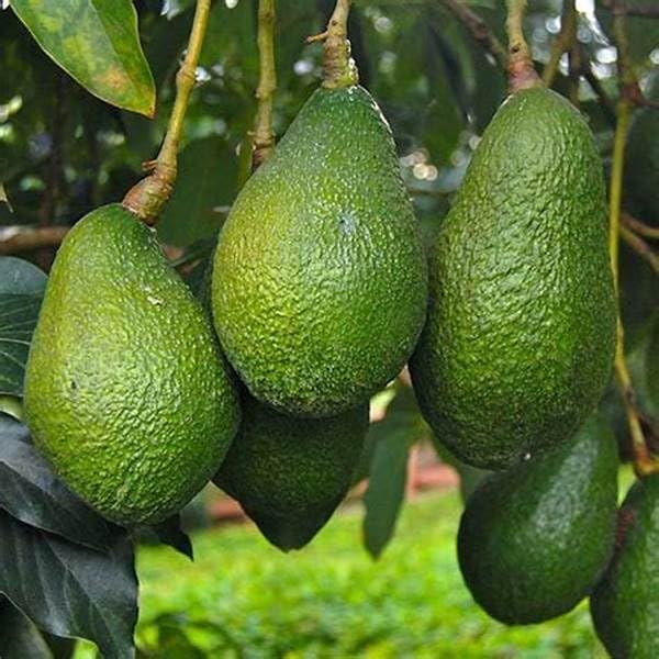 Amazon.com : Healthy HASS Avocado Live Plant - 2 to 3 Feet Tall - Grow ...
